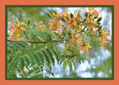 வாத நோய்களை போக்கும் வாதநாராயணன் கீரை... - மீனாசேகர்